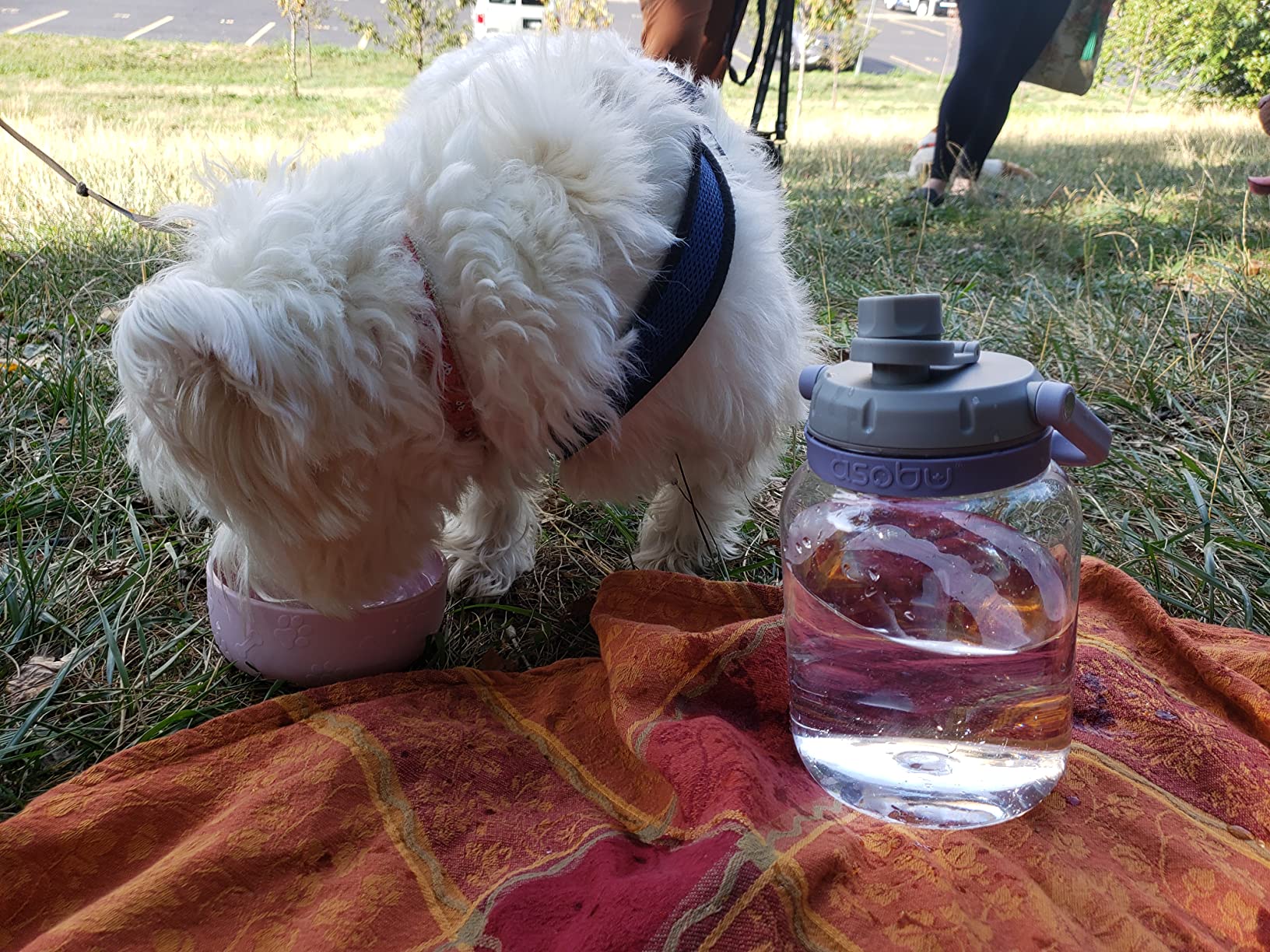 A Dog Water Bottle from Asobubottle.com is a Must for Traveling