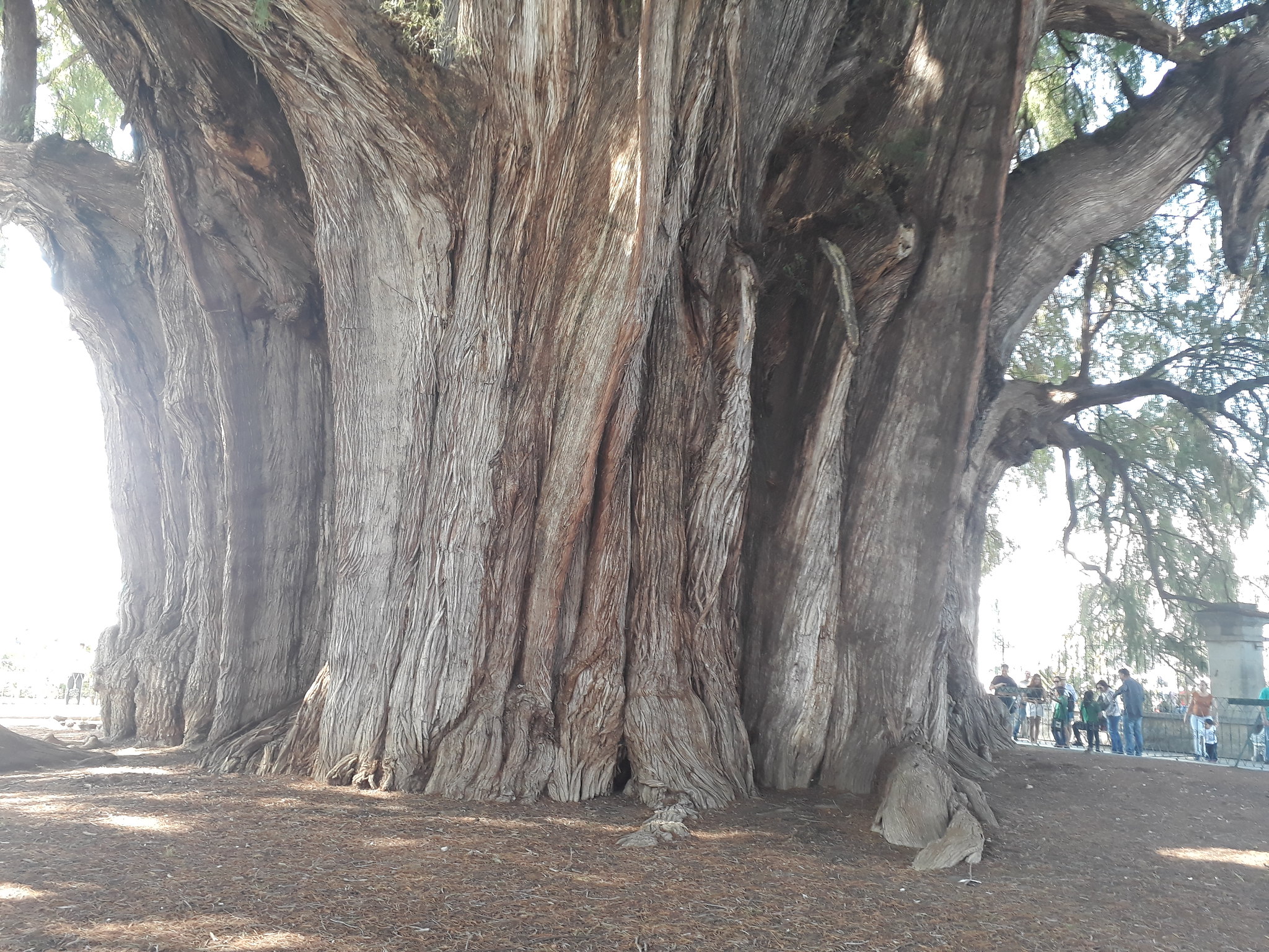 Bike Ride To El Tule Oaxaca - A Leisurely Ride to Tomaltepec